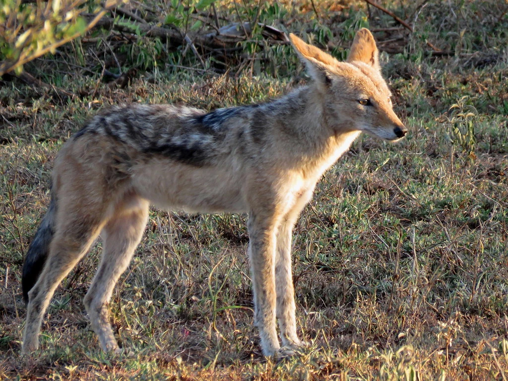 When Animals Roamed Africa | FictionRulezForever Wiki | Fandom