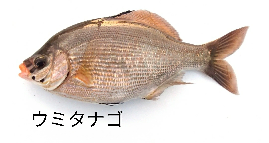 Black Surfperch | FictionRulezForever Wiki | Fandom
