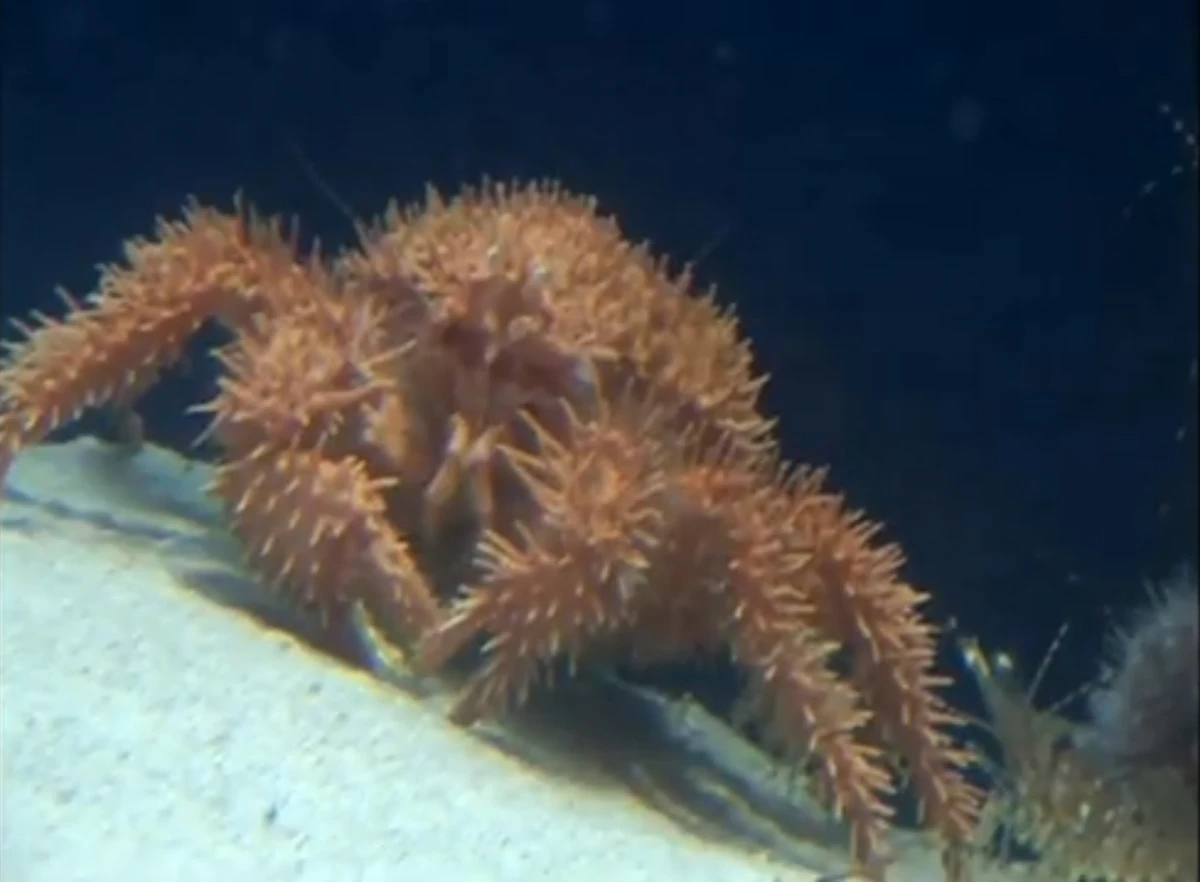 Paralomis Histrix | FictionRulezForever Wiki | Fandom