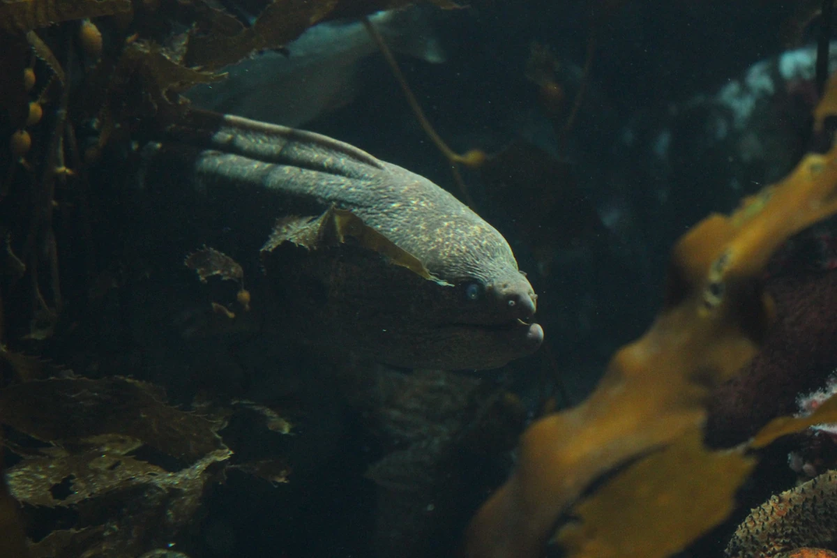 California Moray | FictionRulezForever Wiki | Fandom