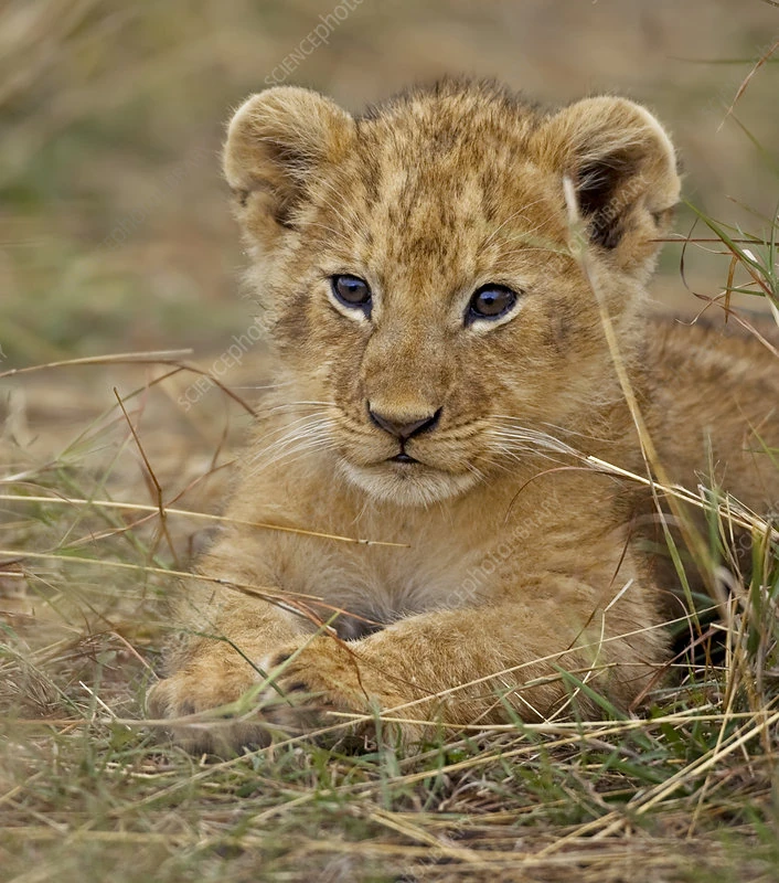 Lioness and the Lion (NatureRules1 and GavenLovesAnimals' Style ...