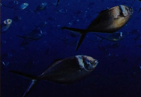 Steel Pompano | FictionRulezForever Wiki | Fandom