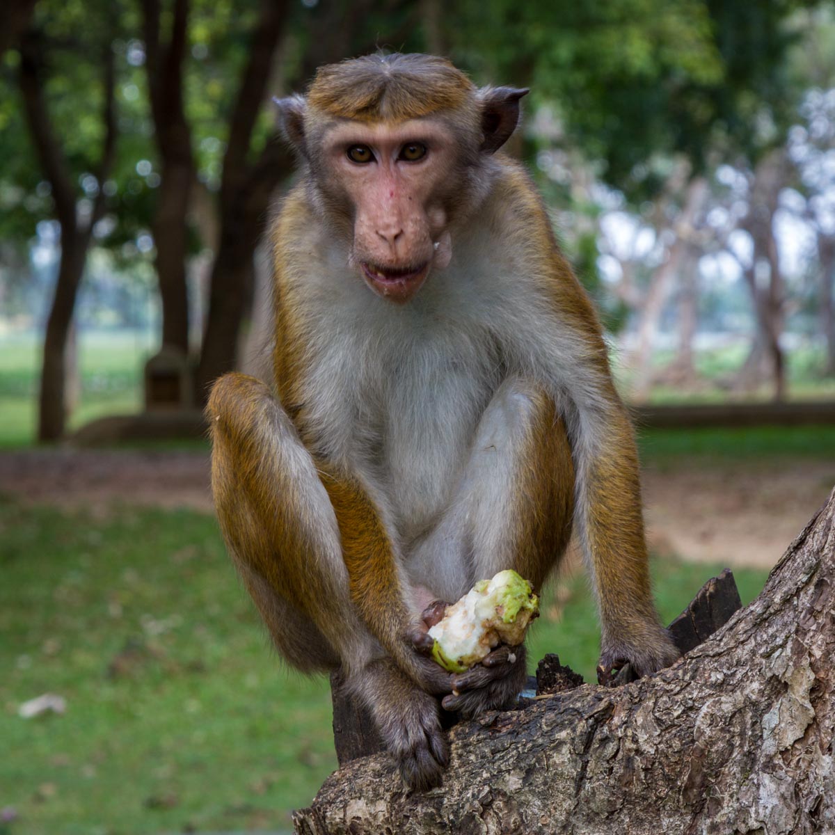 Toque Macaque Fictionrulezforever Wiki Fandom