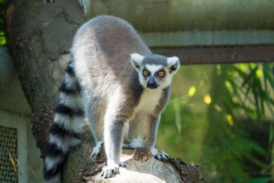 Super Robot Lemur Team Hyperforce Go! | FictionRulezForever Wiki | Fandom