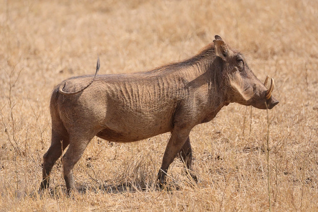 Southern Warthog | FictionRulezForever Wiki | Fandom