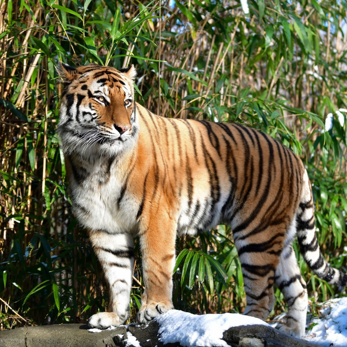 Teen Eurasian Animals Go! | FictionRulezForever Wiki | Fandom