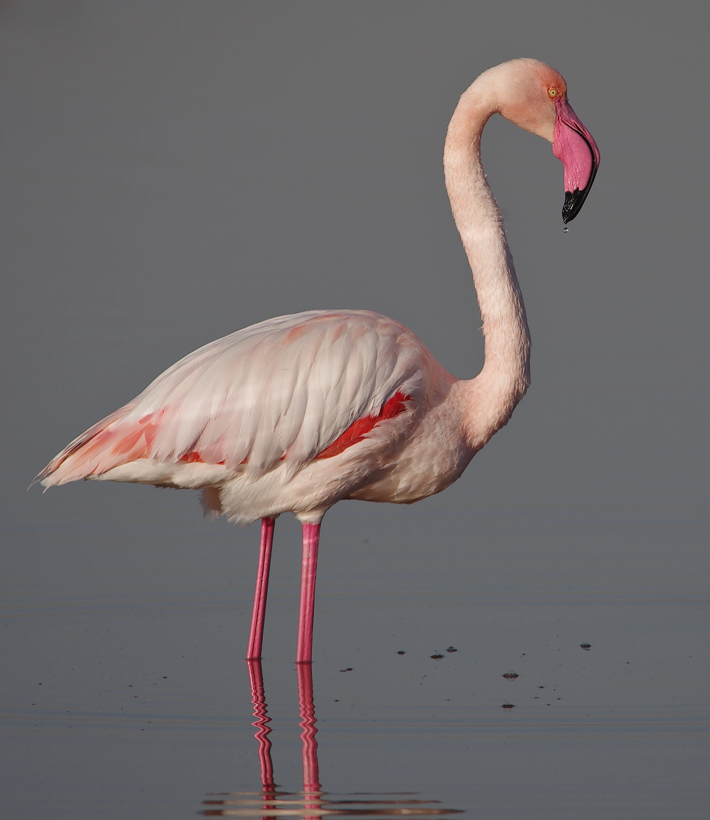 Greater Flamingo