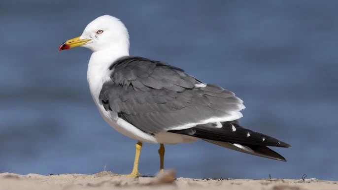 Black-Tailed Gull | FictionRulezForever Wiki | Fandom