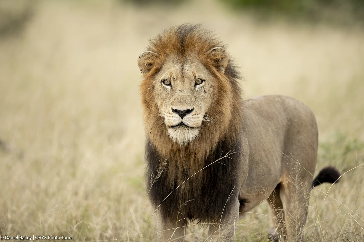 Legend of the Animals: The Animals of NatureRules1 ...