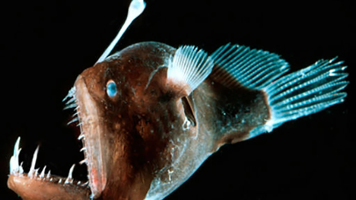 Humpback Anglerfish | FictionRulezForever Wiki | Fandom