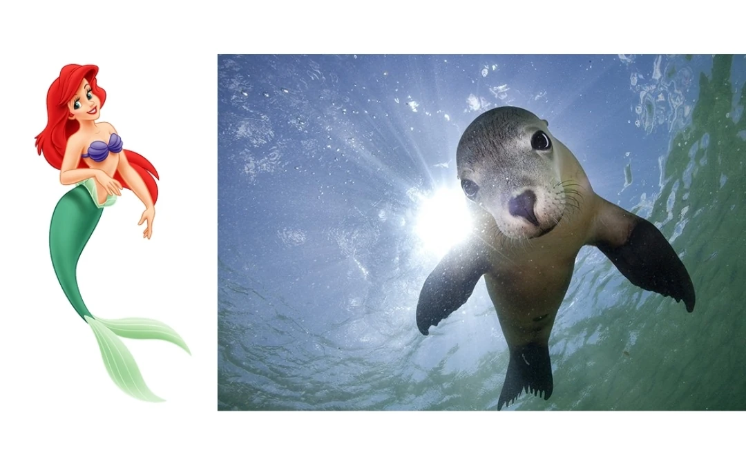 Ariel and her Ocean Animal Friends/Indian Ocean Aquarium Gallery ...