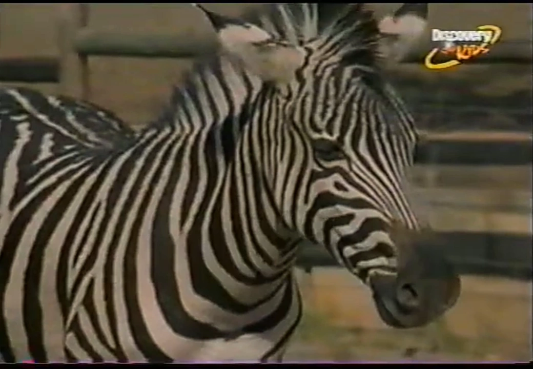 Zebra: Untamed | FictionRulezForever Wiki | Fandom