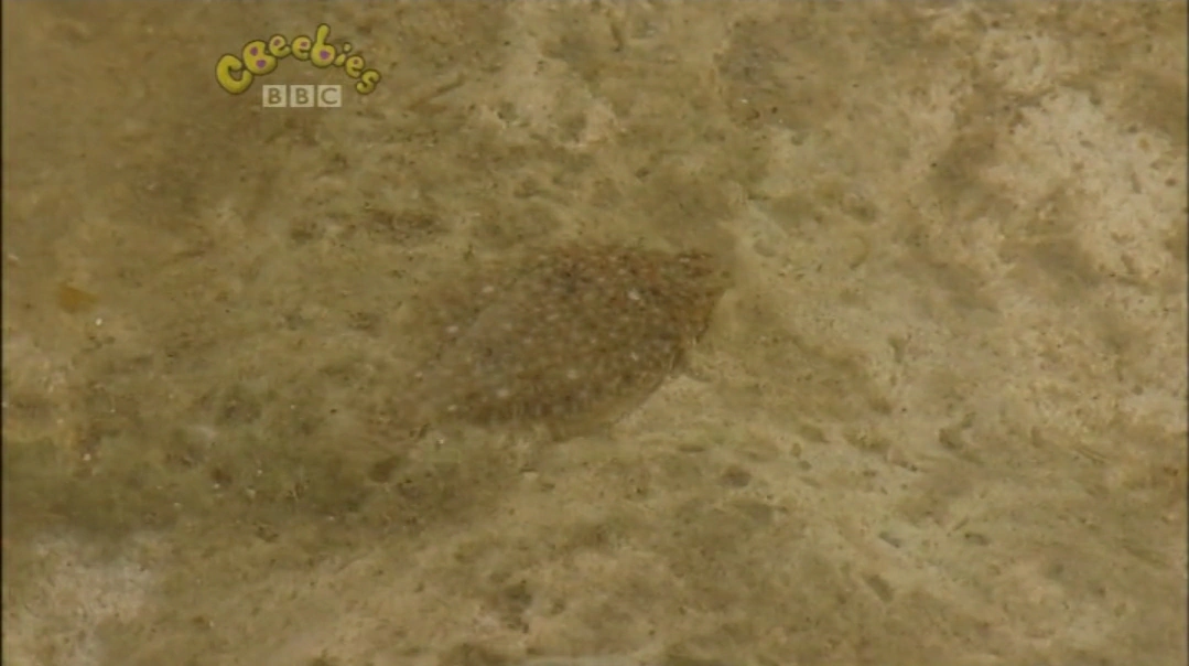 Common Dab | FictionRulezForever Wiki | Fandom