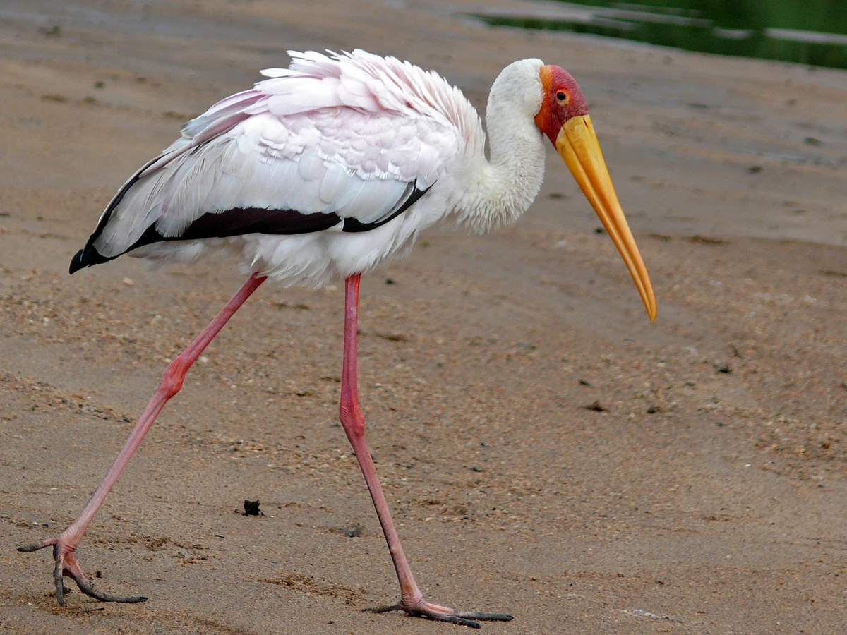 Yellow-Billed Stork | FictionRulezForever Wiki | Fandom