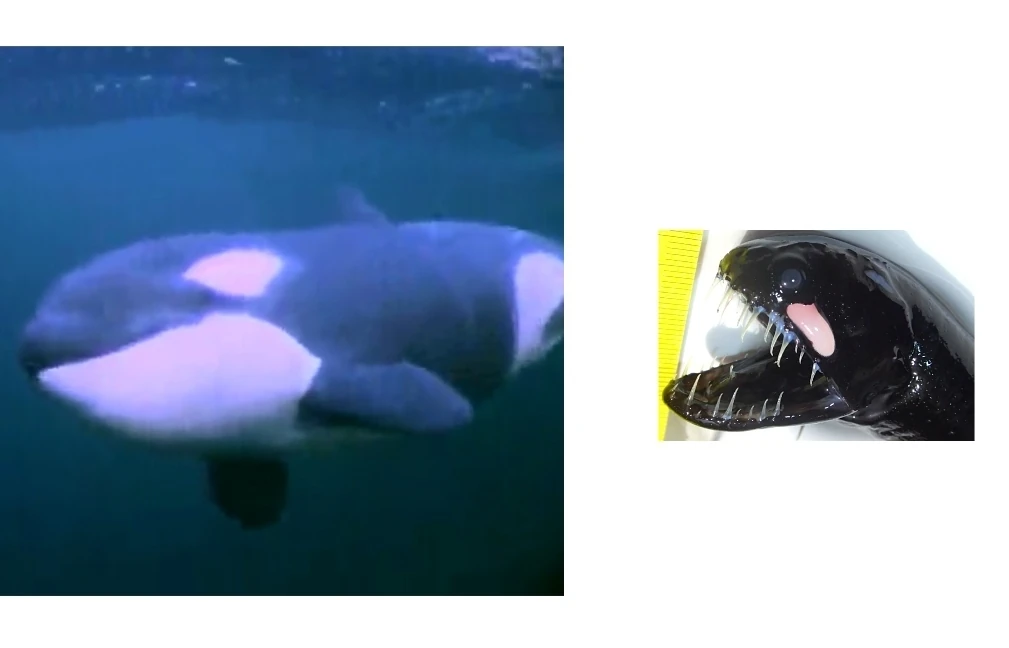 Orca (Baby Neptune) and his Dangerous Ocean Animal Friends ...