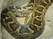 Burmese Python | FictionRulezForever Wiki | Fandom