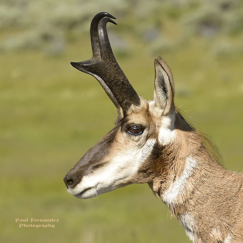 Pronghorn | FictionRulezForever Wiki | Fandom