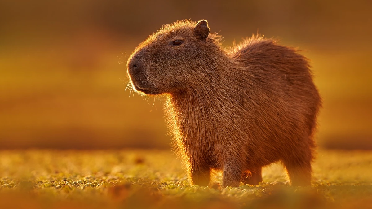 Capybara/Gallery | FictionRulezForever Wiki | Fandom