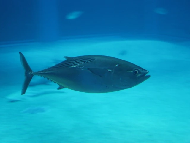 Mackerel Tuna | FictionRulezForever Wiki | Fandom