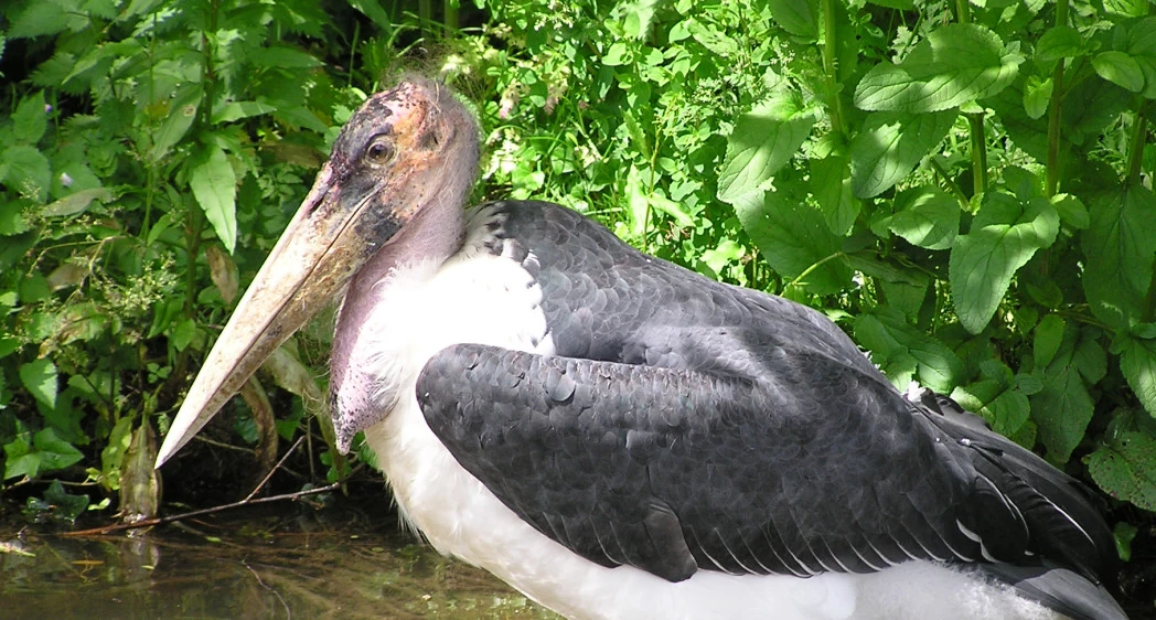 Marabou Stork | FictionRulezForever Wiki | Fandom