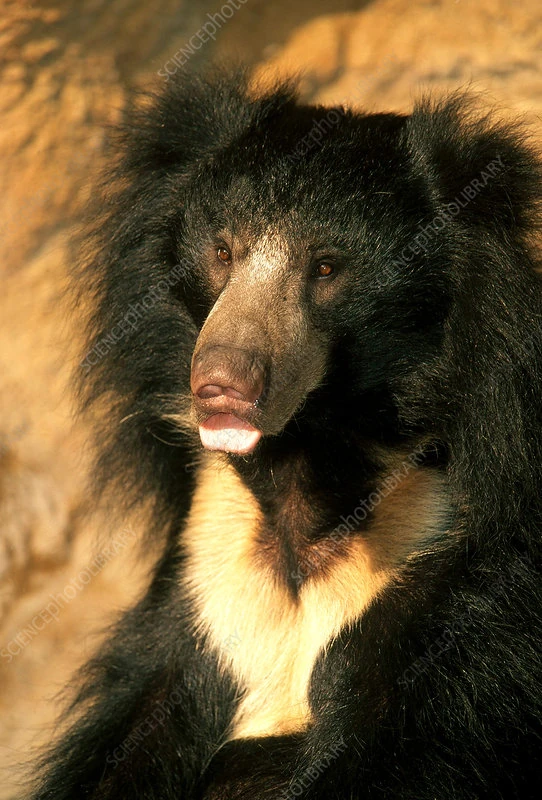 Sloth Bear | FictionRulezForever Wiki | Fandom