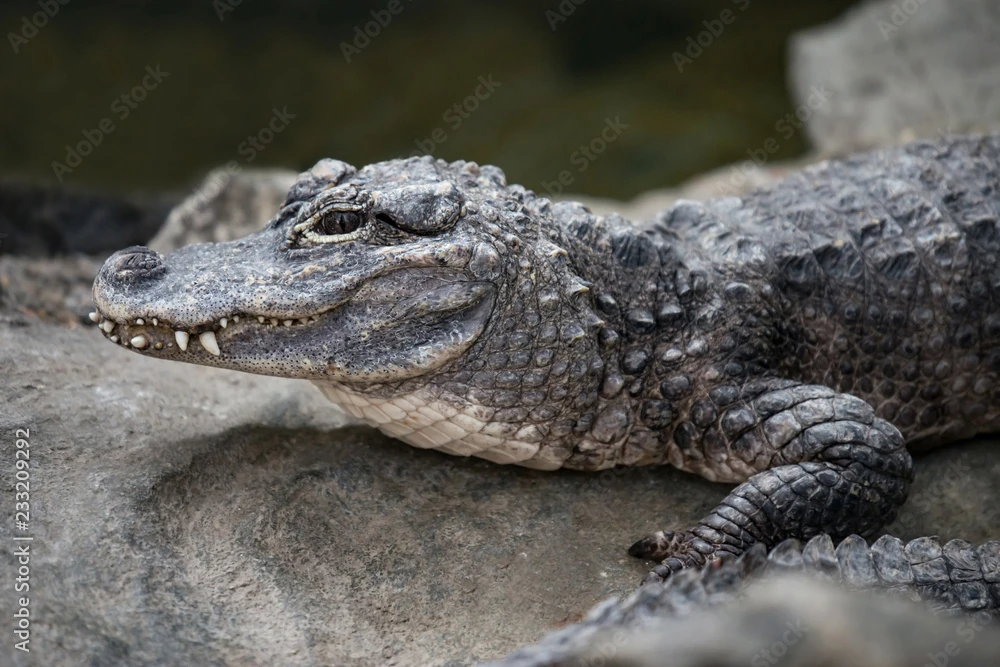 Chinese Alligator | FictionRulezForever Wiki | Fandom