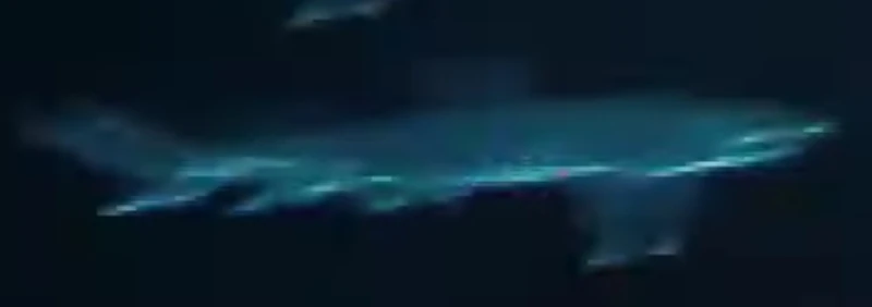 Speartooth Shark | FictionRulezForever Wiki | Fandom