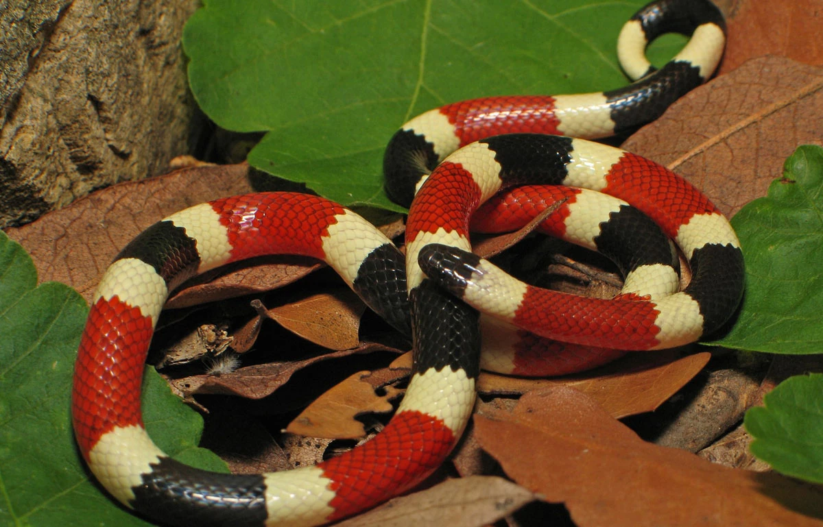 Arizona Coral Snake | FictionRulezForever Wiki | Fandom