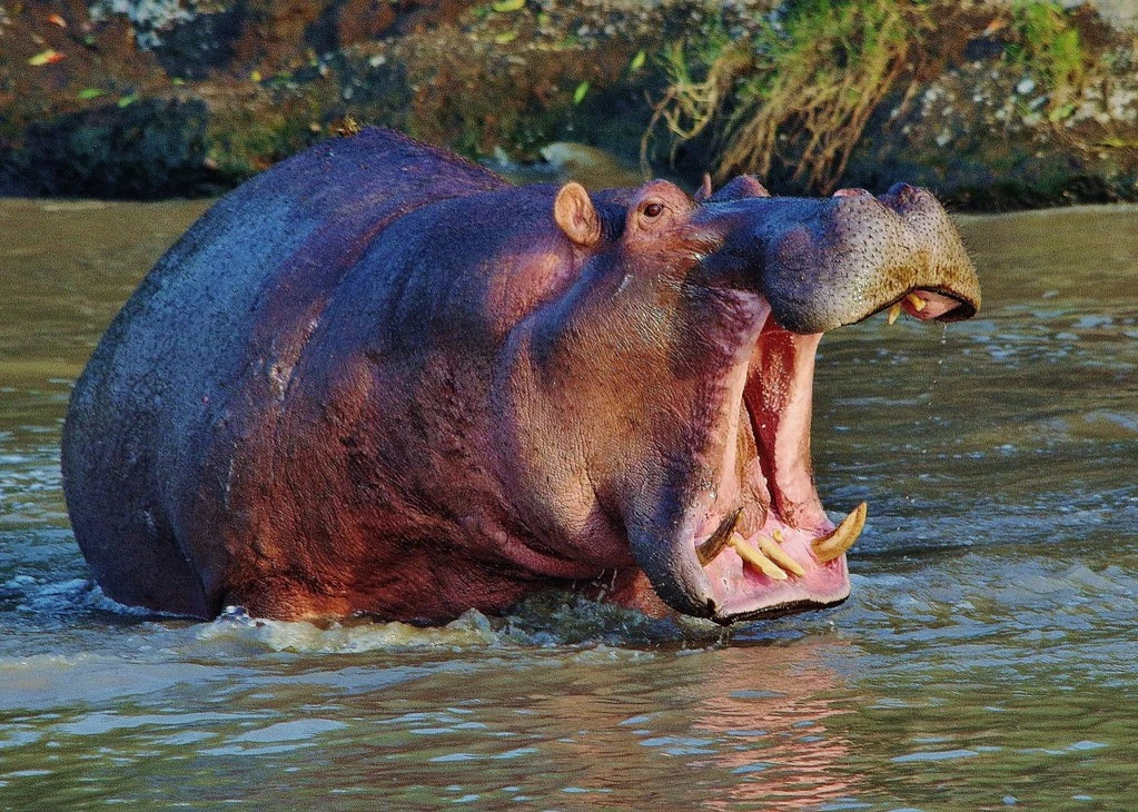 Nile Hippopotamus | FictionRulezForever Wiki | Fandom