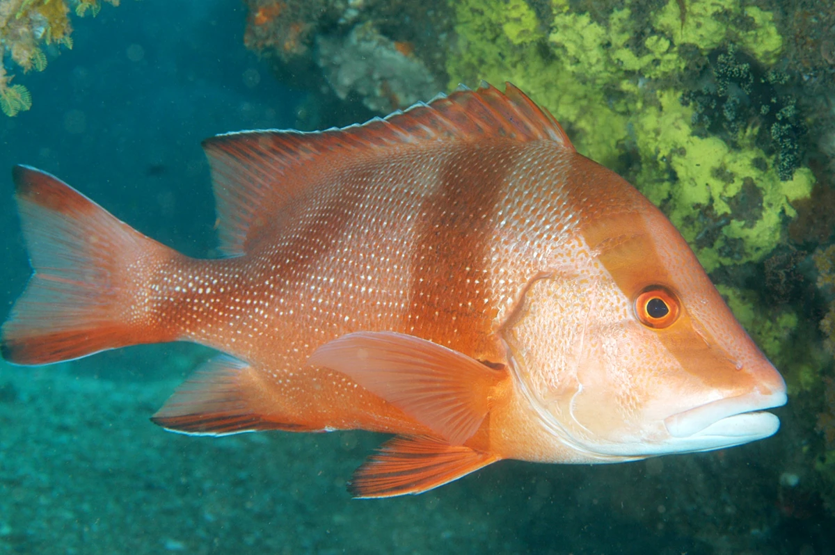 Emperor Red Snapper | FictionRulezForever Wiki | Fandom