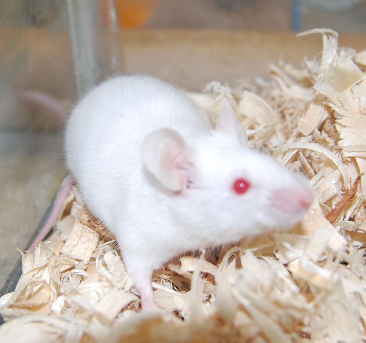 White mouse pet store