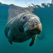 West Indian Manatee/Gallery | FictionRulezForever Wiki | Fandom