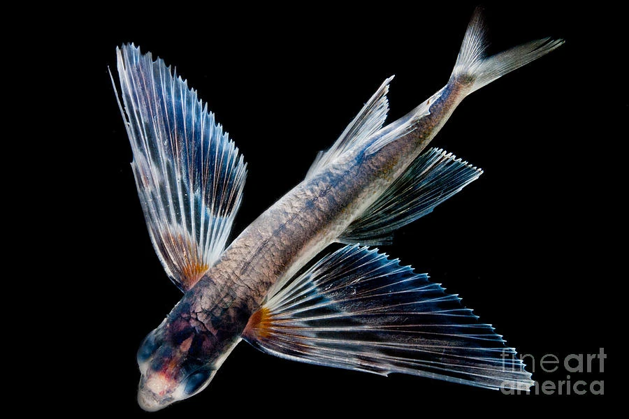 Spotfin Flyingfish | FictionRulezForever Wiki | Fandom