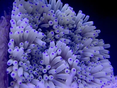 Sebae Anemone | FictionRulezForever Wiki | Fandom