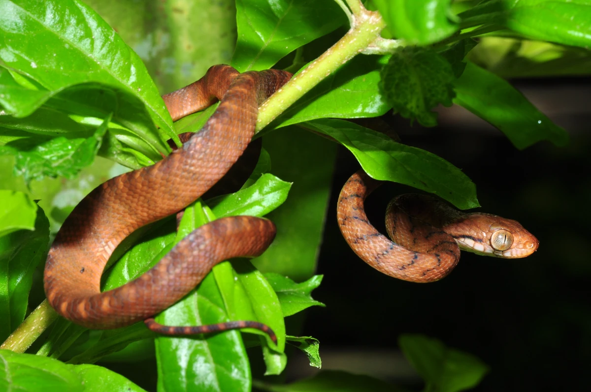Brown Tree Snake | FictionRulezForever Wiki | Fandom