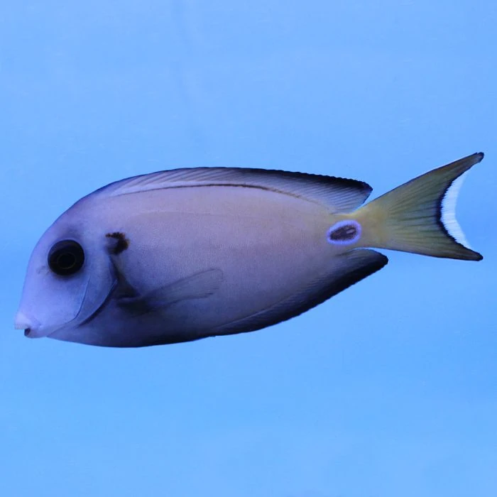 Lieutenant Tang | FictionRulezForever Wiki | Fandom