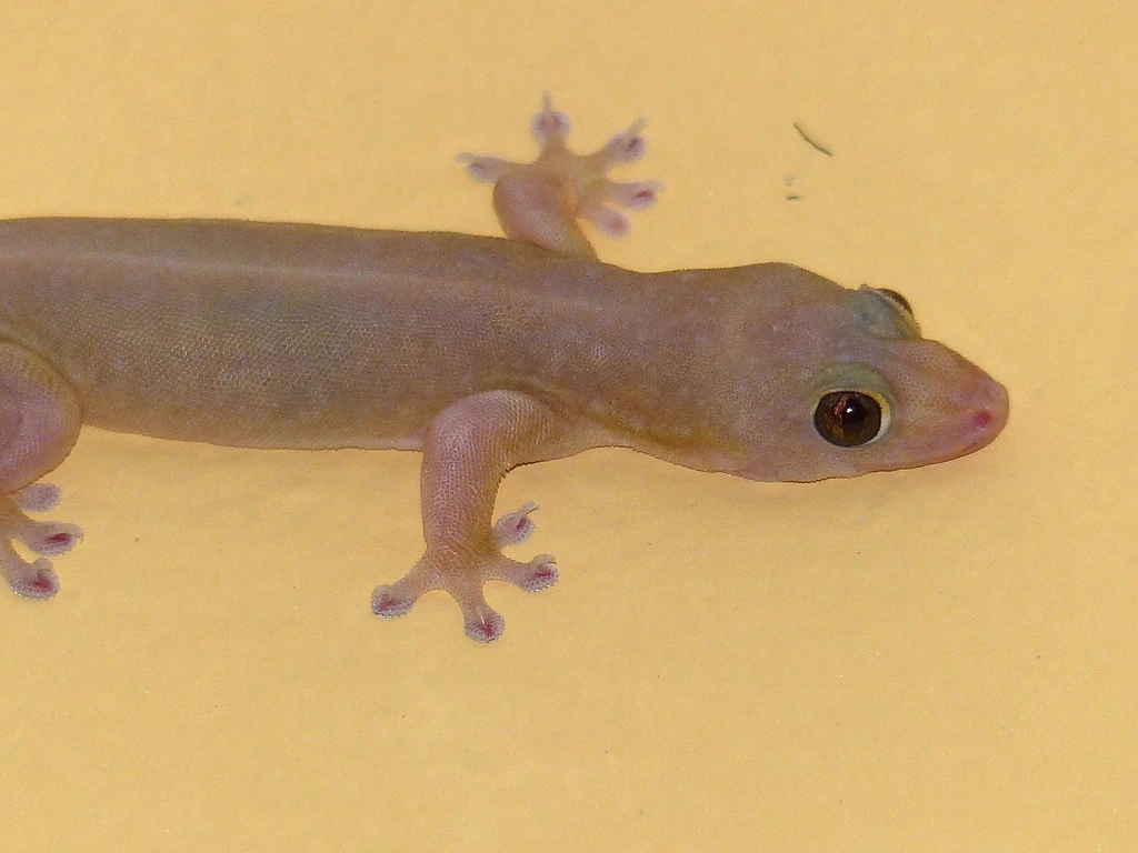 Common House Gecko | FictionRulezForever Wiki | Fandom