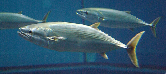 Striped Bonito | FictionRulezForever Wiki | Fandom