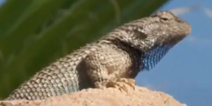 Desert Spiny Lizard | FictionRulezForever Wiki | Fandom