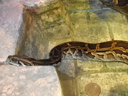 Burmese Python | FictionRulezForever Wiki | Fandom