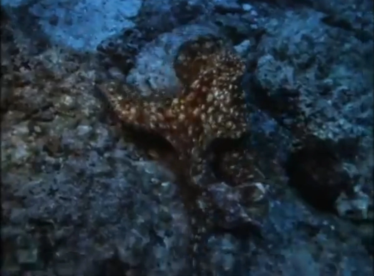 Galápagos Octopus | FictionRulezForever Wiki | Fandom