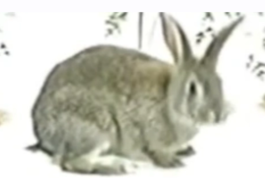 List of Species in Henry's Amazing Animals | FictionRulezForever Wiki ...