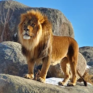 Animal Lore (NatureRules1 Version) | FictionRulezForever Wiki | Fandom