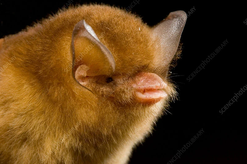 Cuban Funnel-Eared Bat | FictionRulezForever Wiki | Fandom