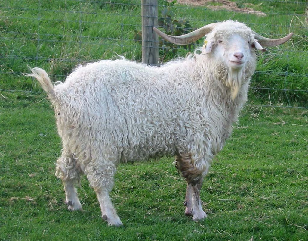 Angora Goat | FictionRulezForever Wiki | Fandom