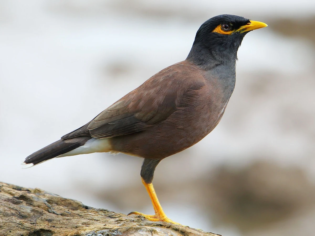 Common Myna | FictionRulezForever Wiki | Fandom