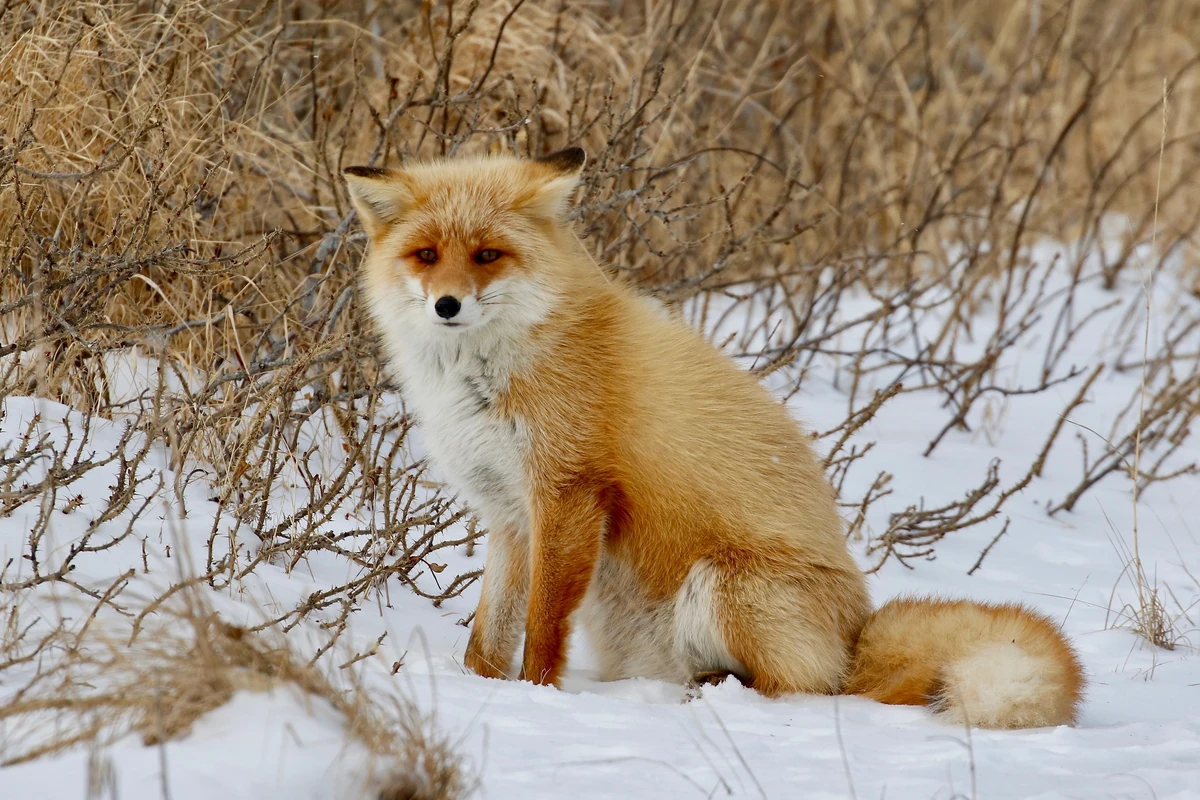 Ezo Red Fox | FictionRulezForever Wiki | Fandom