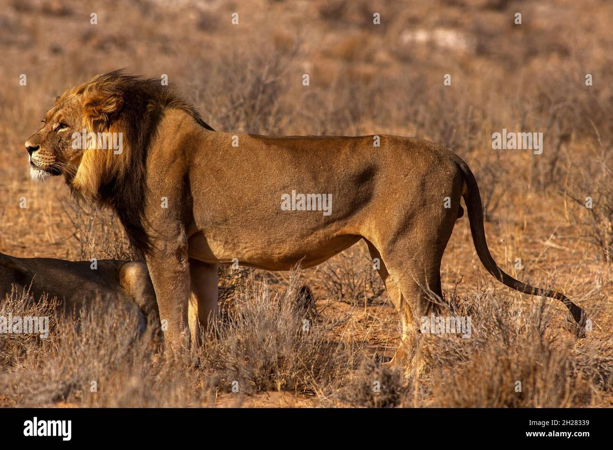 Masai Lion/Gallery | FictionRulezForever Wiki | Fandom