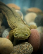 Hellbender | FictionRulezForever Wiki | Fandom