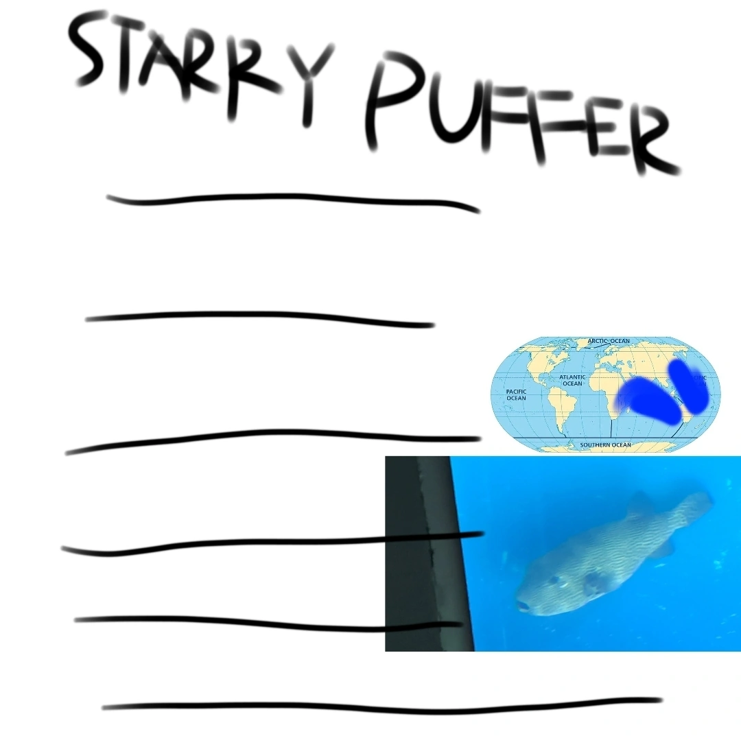 Starry Puffer | FictionRulezForever Wiki | Fandom